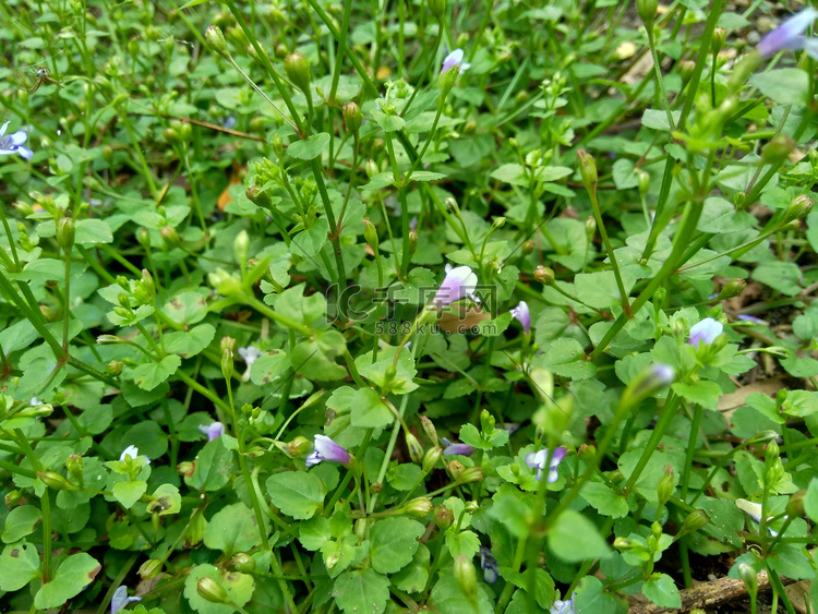 关闭有自然本底的绿草高清摄影大图-千库网