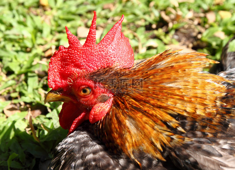 Clode-up 泰国矮脚鸡在田间高清摄影大图-千库网