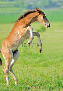小马高清摄影大图-千库网