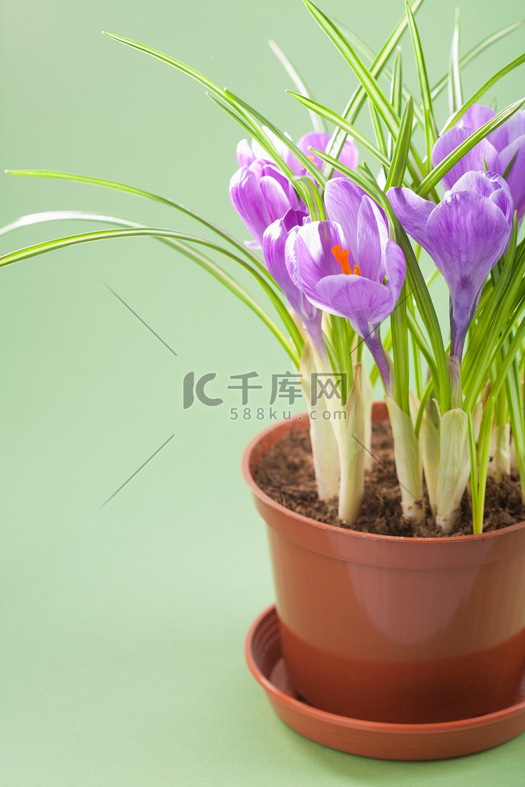 锅里的番红花高清摄影大图-千库网