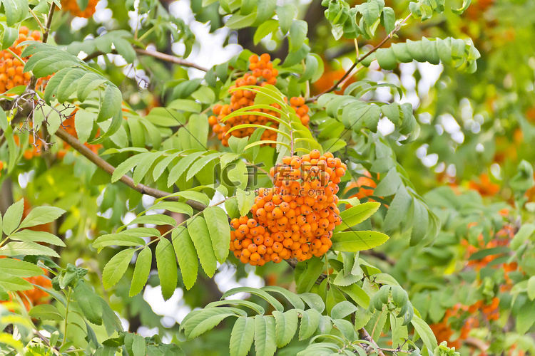 Rowanberry 分支在夏日高清摄影大图-千库网