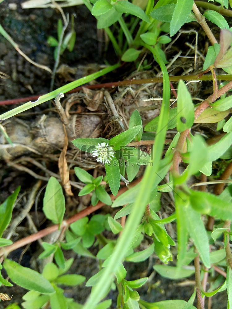 Eclipta alba (Urang-aring, false daisy, false daisy, yerba de tago ...