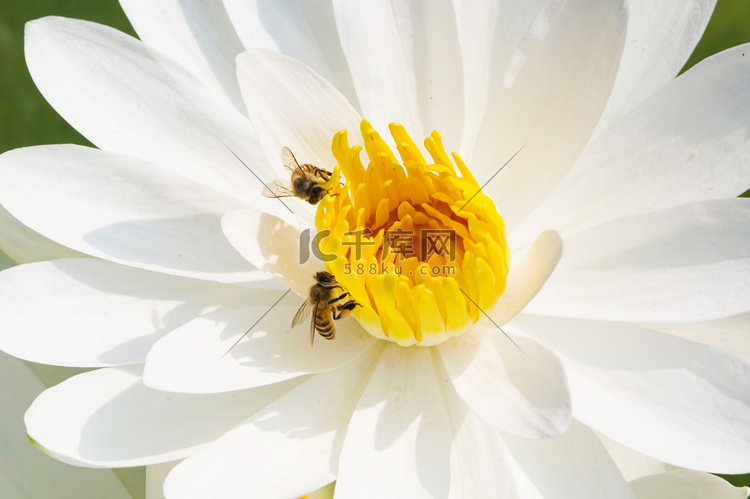 与蜜蜂的白睡莲高清摄影大图-千库网