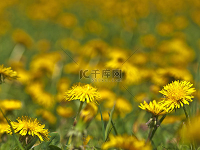 草地高清摄影大图-千库网