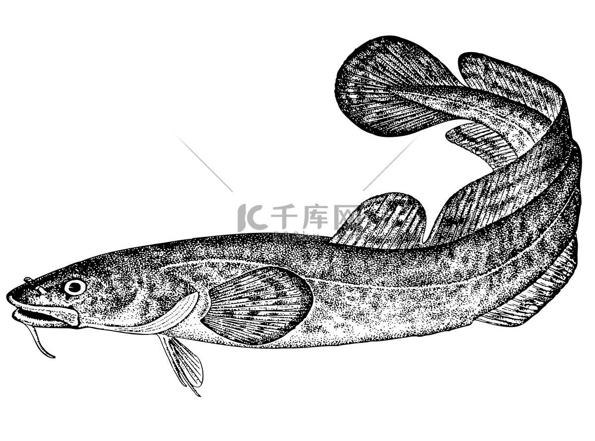 鱼江鳕 (Lota lota (latin)) 插图。高清摄影大图-千库网