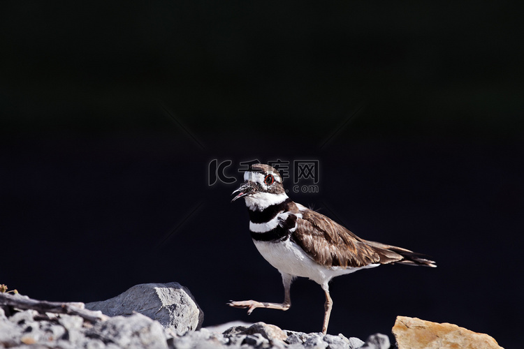 雄性杀人鹿高清摄影大图-千库网