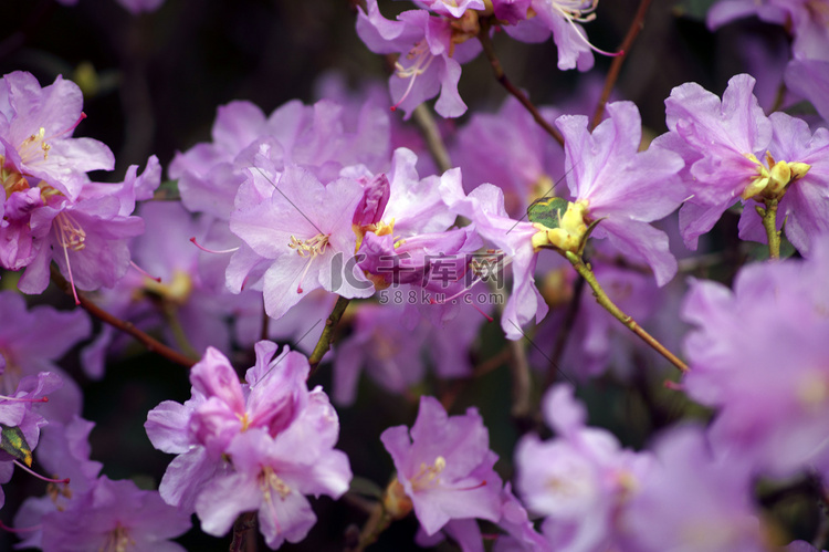 映山红高清摄影大图-千库网