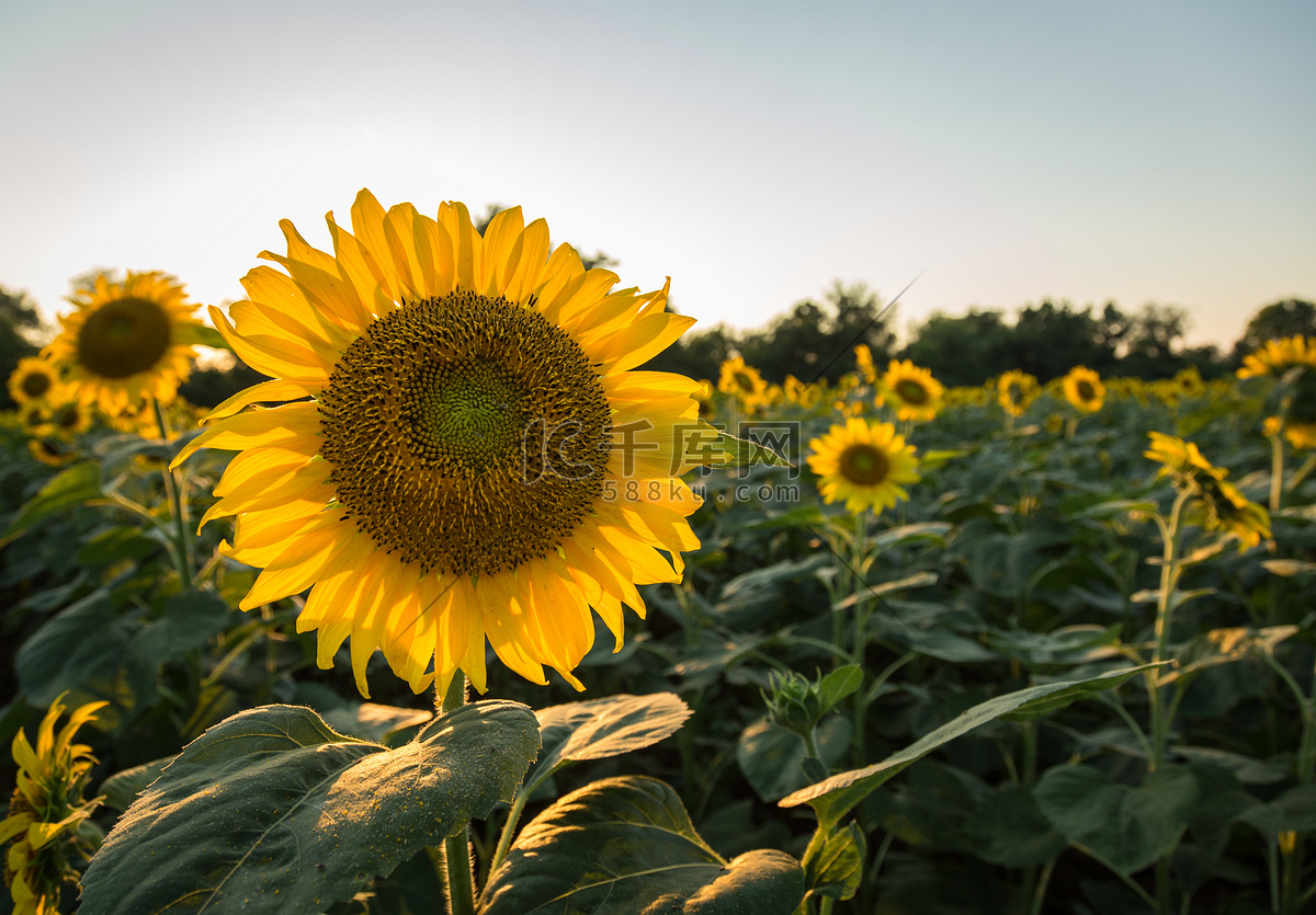 太阳落山时在傍晚的向日葵高清摄影大图-千库网