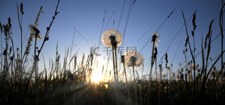 在日落太阳的蒲公英高清摄影大图-千库网