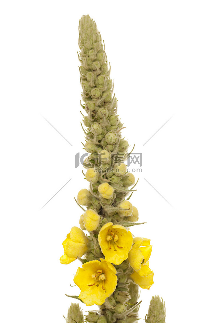 马林高清摄影大图-千库网