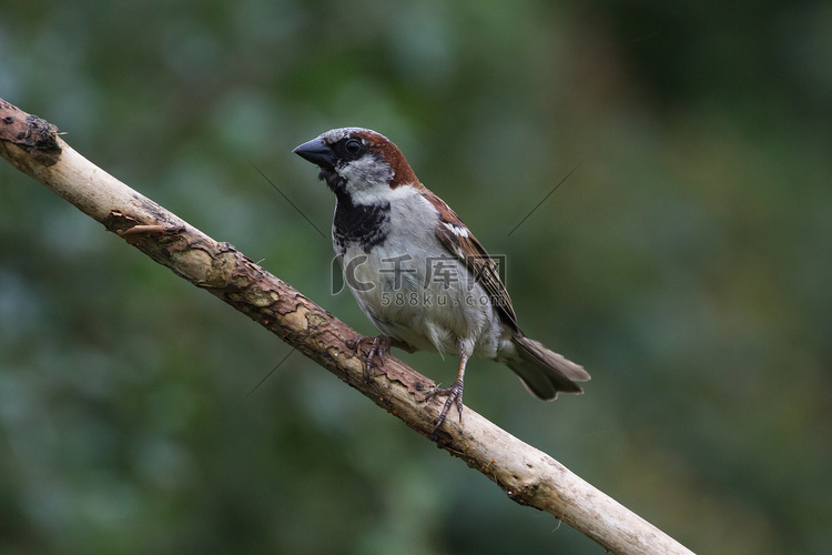雄性麻雀 (Passer Domesticus)高清摄影大图-千库网