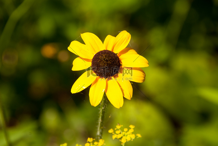 黑眼苏珊 - Rudbeckia hirta高清摄影大图-千库网