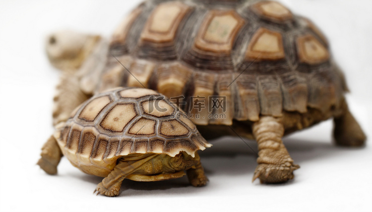 两只非洲带刺龟 (Sulcata)高清摄影大图-千库网