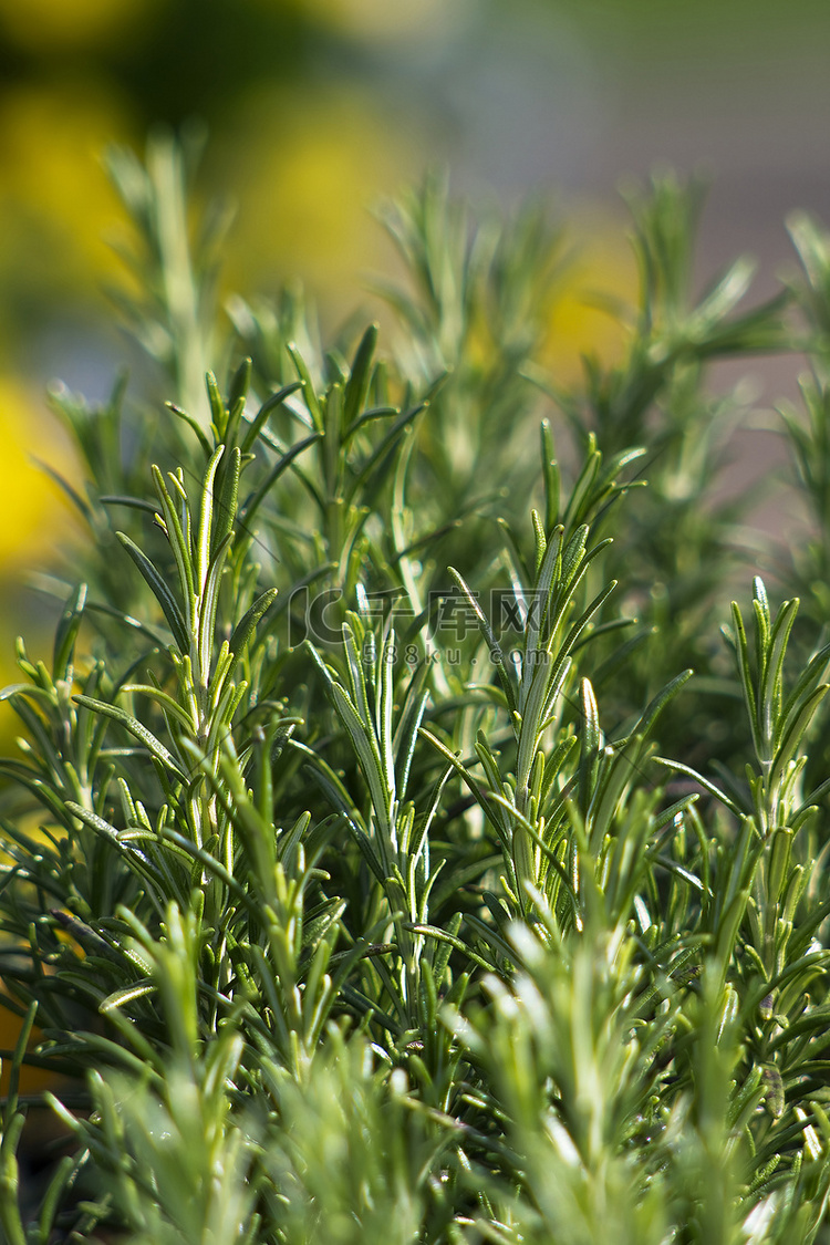 迷迭香 (rosmarinus officinalis)高清摄影大图-千库网