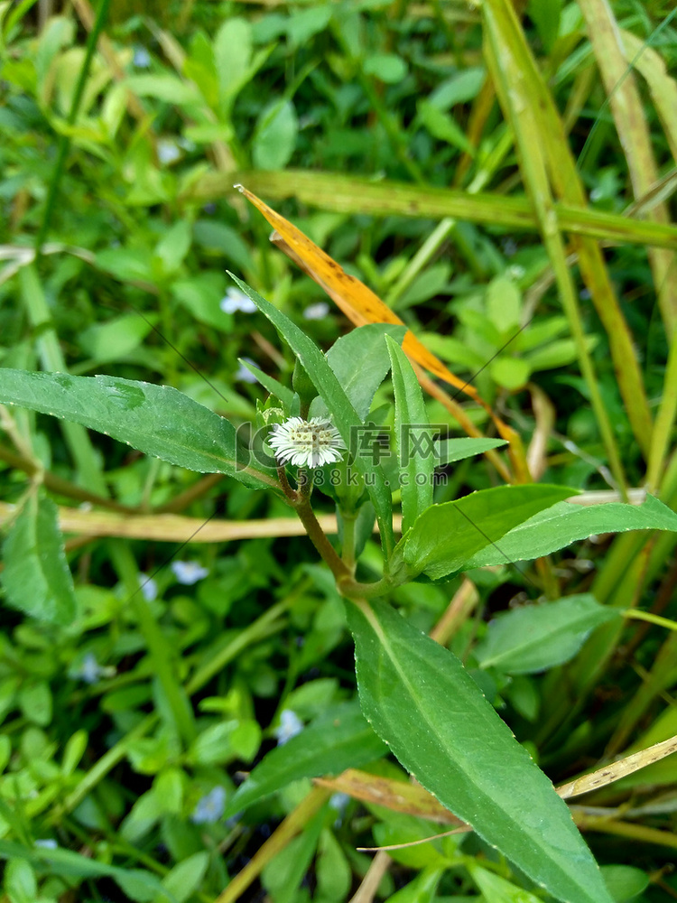 Eclipta alba (Urang-aring, false daisy, false daisy, yerba de tago ...