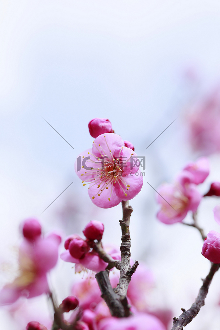 UME 日本梅花高清摄影大图-千库网