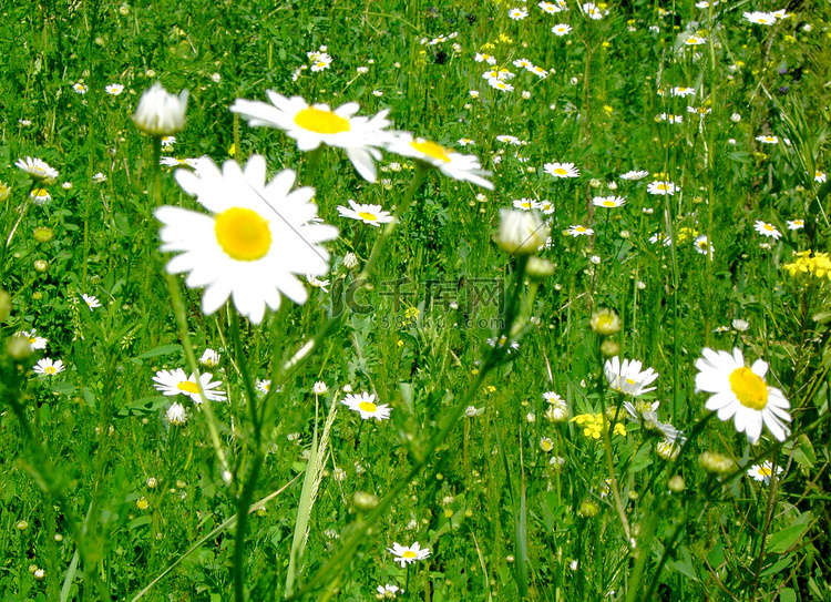 洋甘菊草甸高清摄影大图-千库网