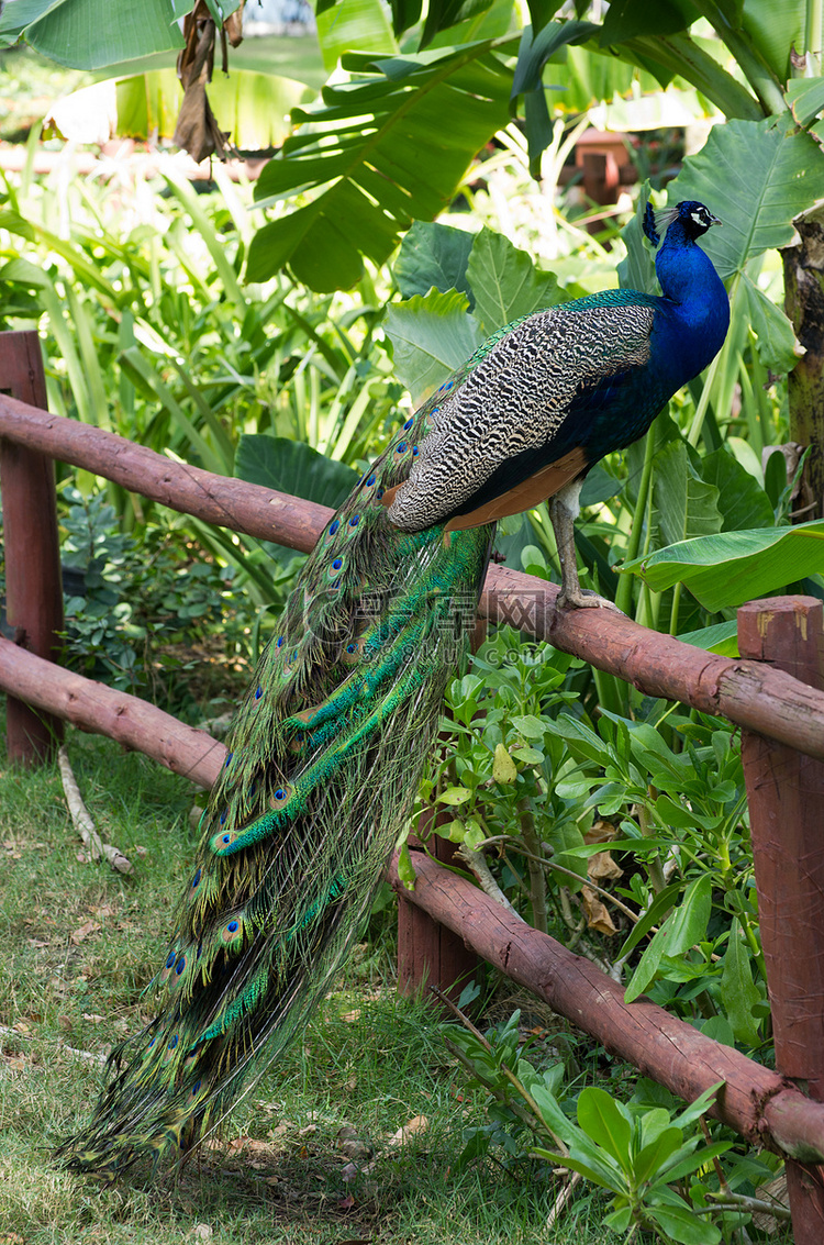 孔雀高清摄影大图-千库网