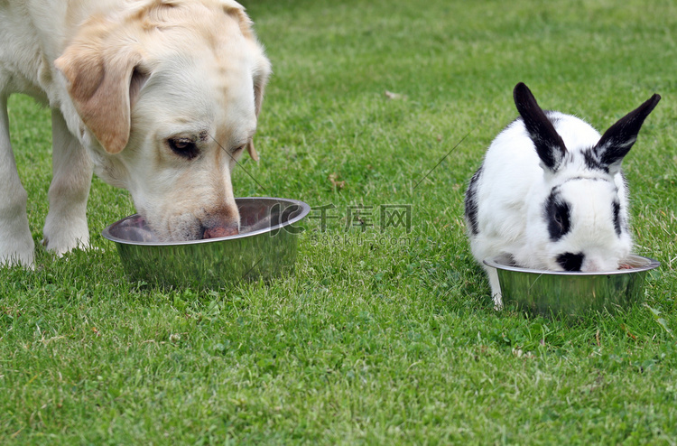 狗和兔子高清摄影大图-千库网