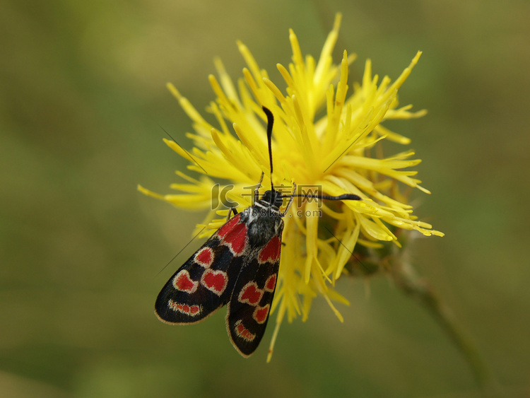 蝴蝶高清摄影大图-千库网