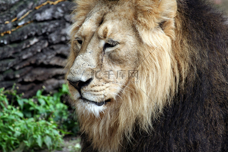 高贵的狮子肖像高清摄影大图-千库网