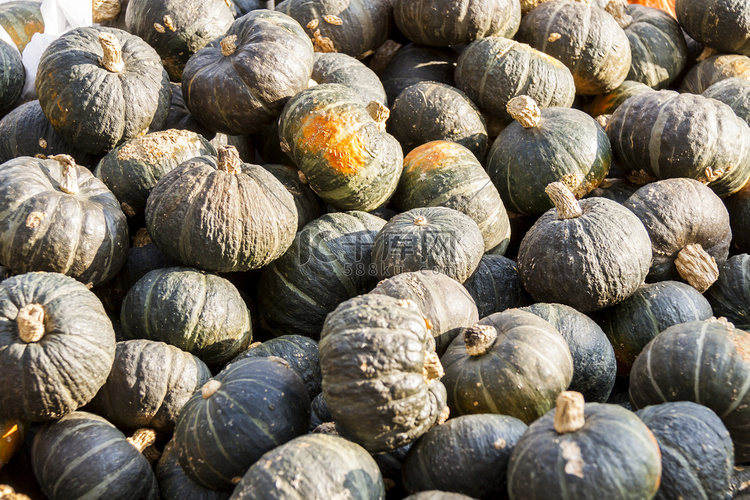 Green Gr ner 北海道 cucurbita pumpkin 秋南瓜哈高清摄影大图-千库网