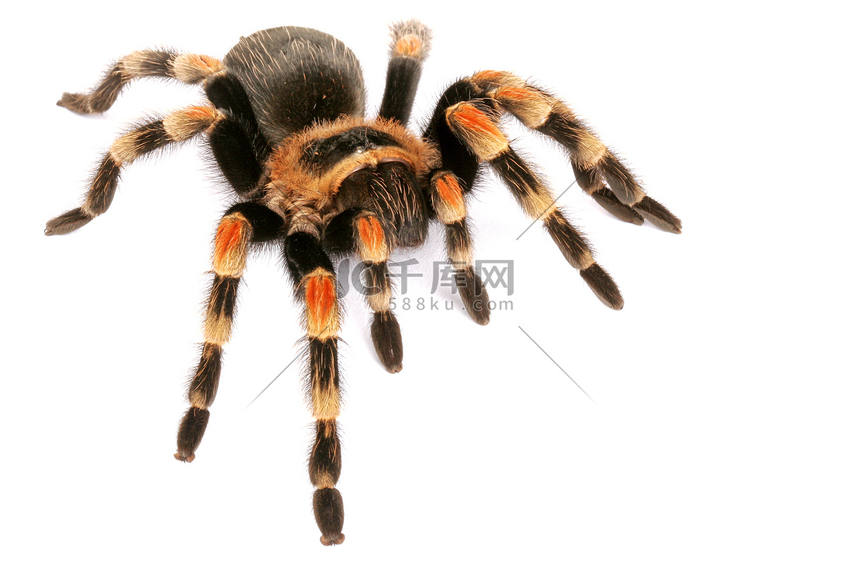 墨西哥红膝狼蛛 (Brachypelma smithi)。高清摄影大图-千库网
