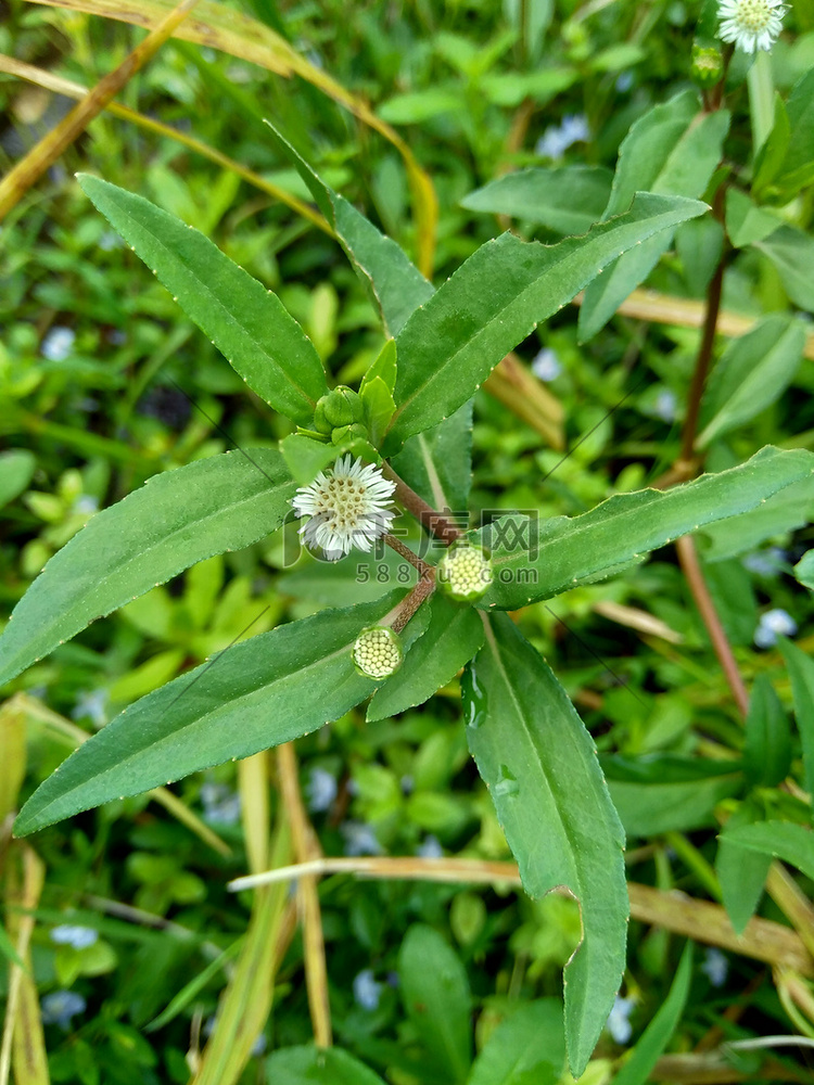 Eclipta alba (Urang-aring, false daisy, false daisy, yerba de tago ...