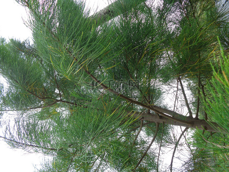 具有自然背景的小绿色 Sheoaks（木麻黄科）高清摄影大图-千库网