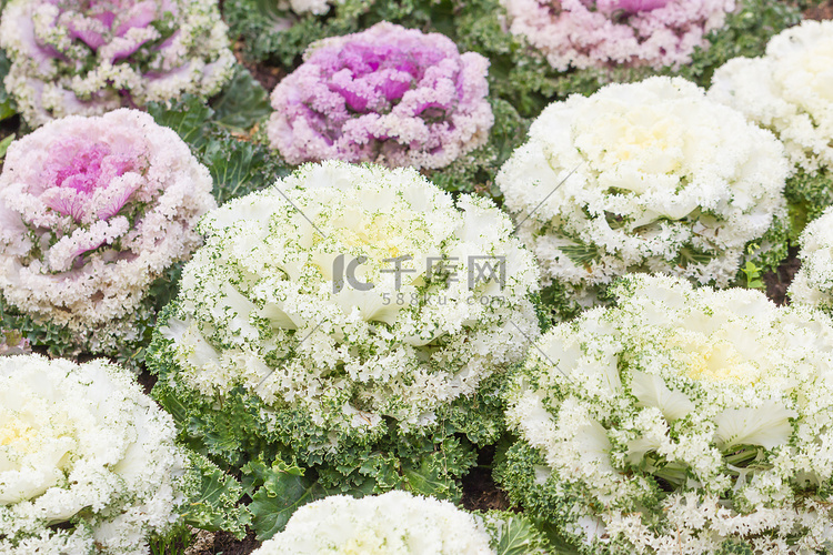 新鲜的卷心菜 (brassica oleracea) 植物叶子高清摄影大图-千库网