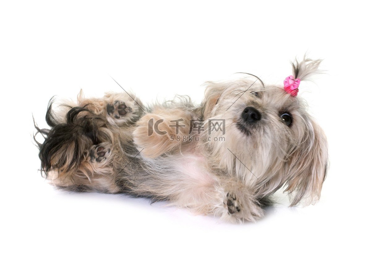 杂交约克夏犬高清摄影大图-千库网