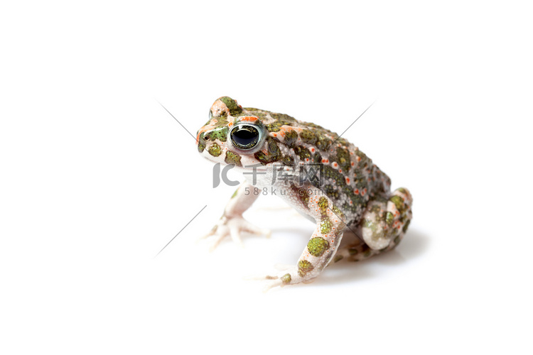 孤立在白色背景上的绿蟾蜍 (Bufo viridis)高清摄影大图-千库网