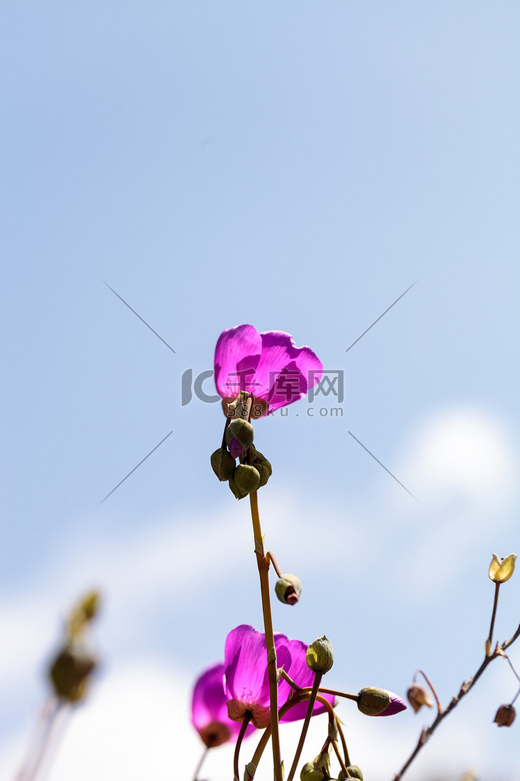 岩石马齿苋花Calandrinia grandiflora明亮的桃 红色花高清摄影大图-千库网