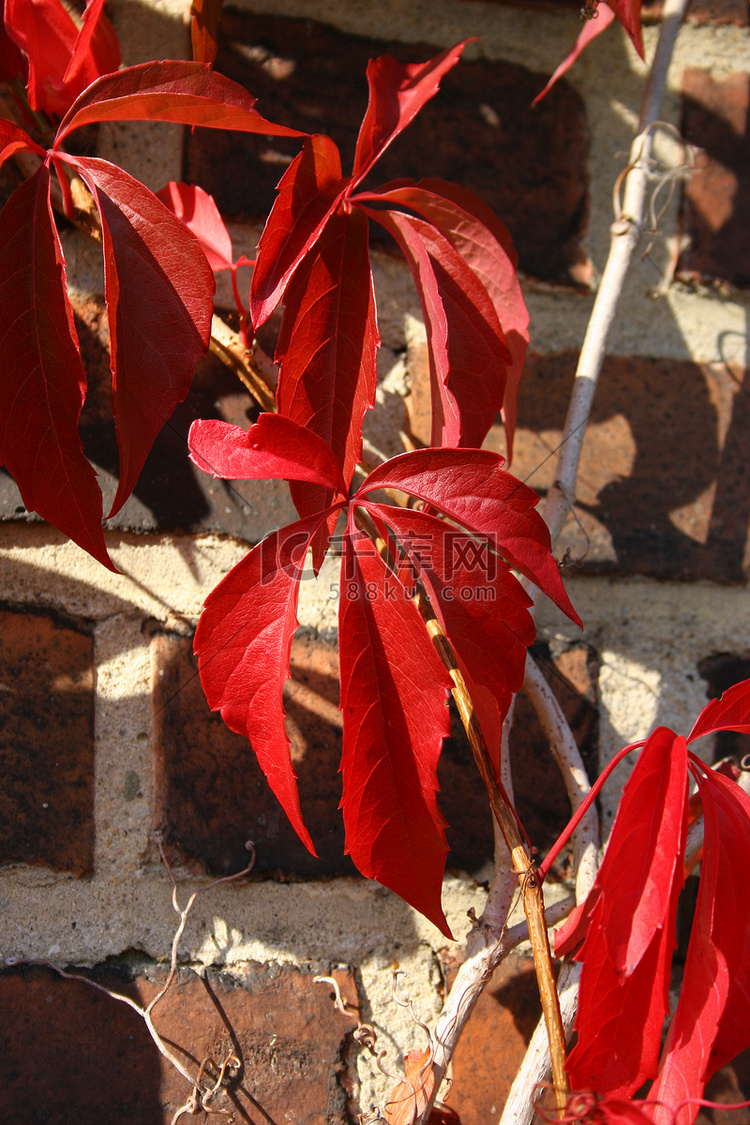 弗吉尼亚爬山虎 (Parthenocissus quinquefolia)高清摄影大图-千库网
