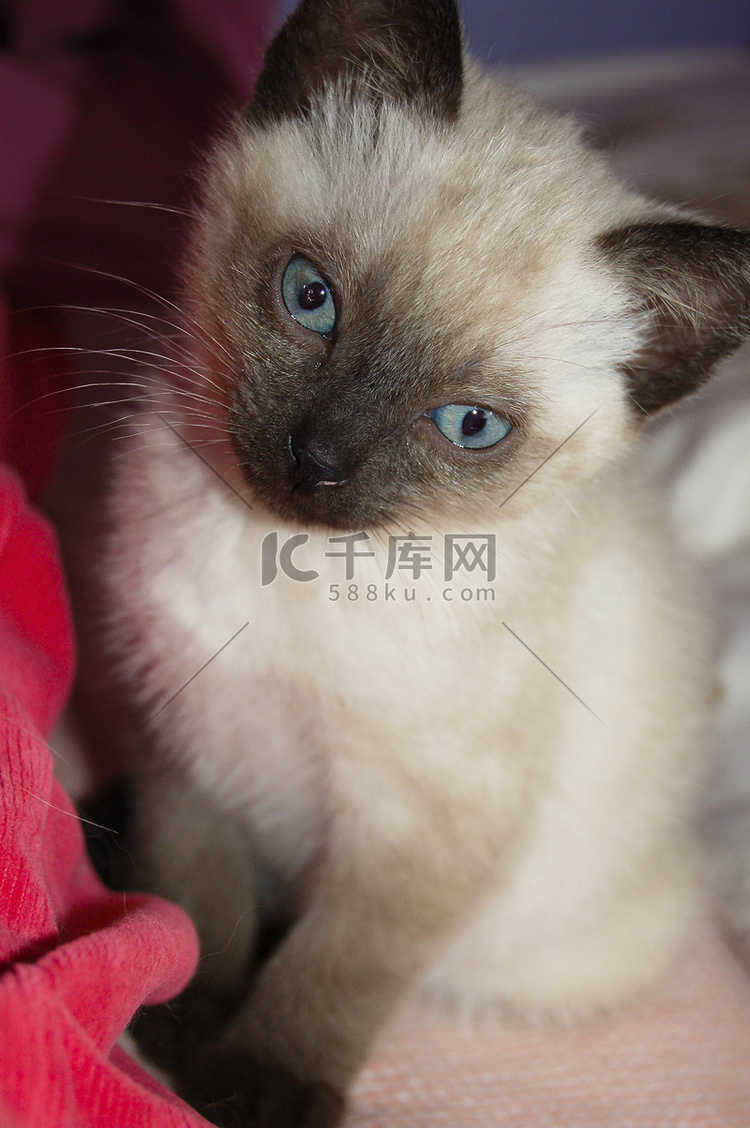 蓝眼睛的暹罗猫，刚出生高清摄影大图-千库网