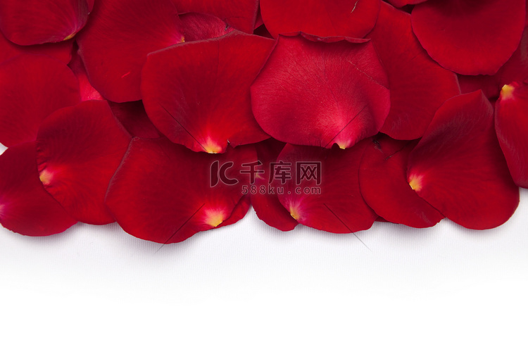 花朵高清摄影大图-千库网