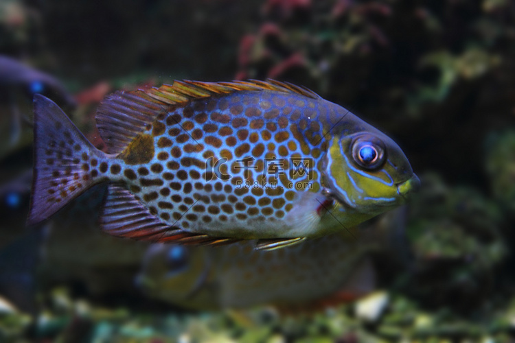 异国情调的海鱼高清摄影大图-千库网