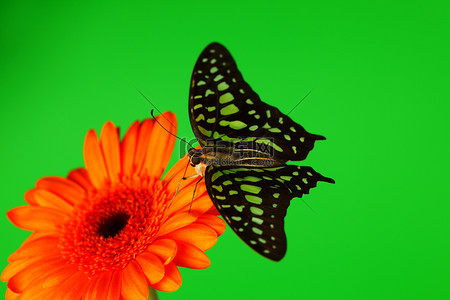 橙色格柏上的石墨高清摄影大图-千库网