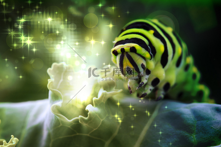 毛毛虫魔法高清摄影大图-千库网