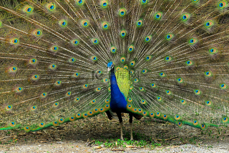 雄性印度孔雀展示尾羽的特写高清摄影大图-千库网