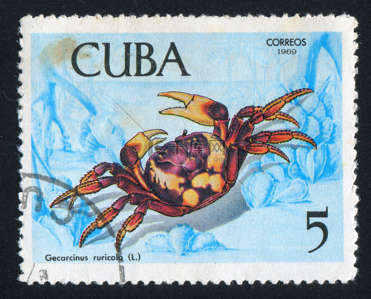 蟹 Gecarcinus ruricola高清摄影大图-千库网