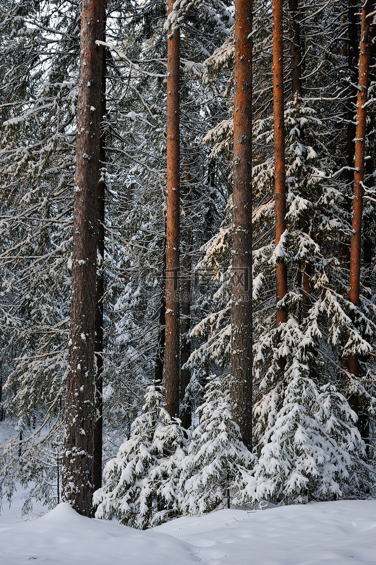 野林中的春天。高清摄影大图-千库网