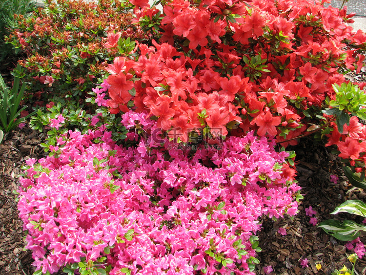 杜鹃花开高清摄影大图-千库网