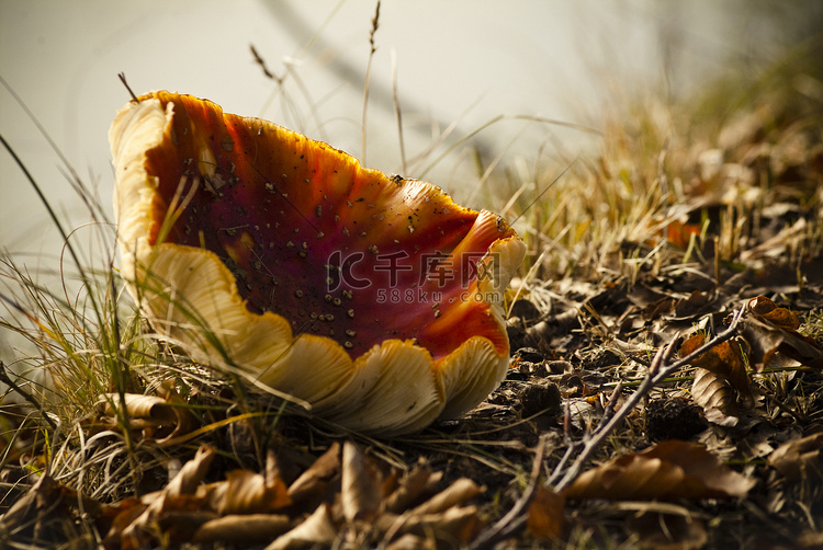 Gravenland 的秋天高清摄影大图-千库网