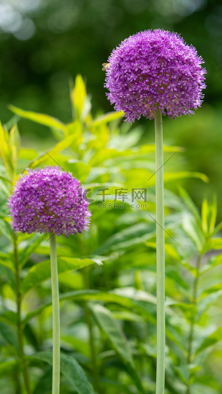 巨型洋葱，Allium giganteum高清摄影大图-千库网