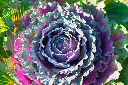 从上面的花园景色中生长的紫甘蓝高清摄影大图-千库网