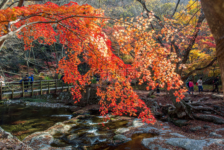 游客在秋季拍摄韩国 Naejangsan 周围美丽的风景。高清摄影大图-千库网
