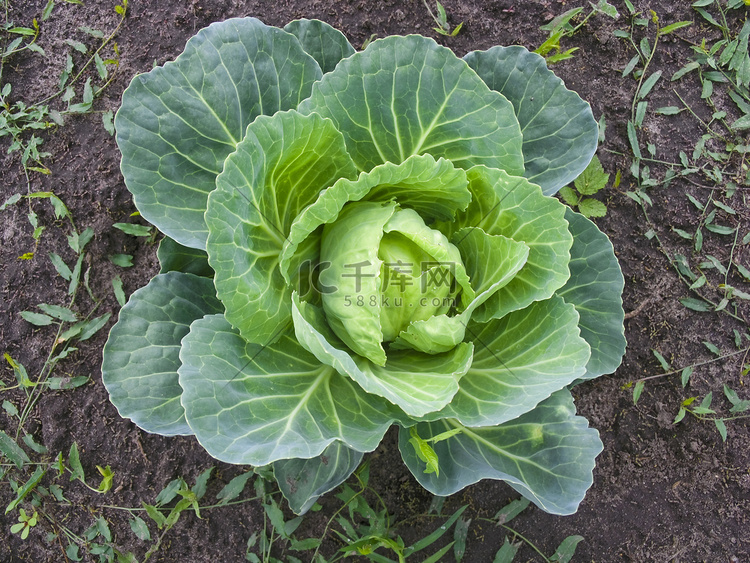 菜园女王高清摄影大图-千库网