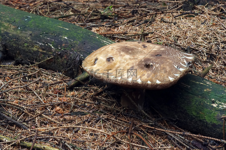 紫色牛肝菌高清摄影大图-千库网