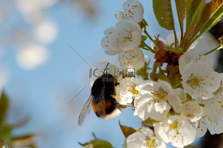 采样花蜜高清摄影大图-千库网